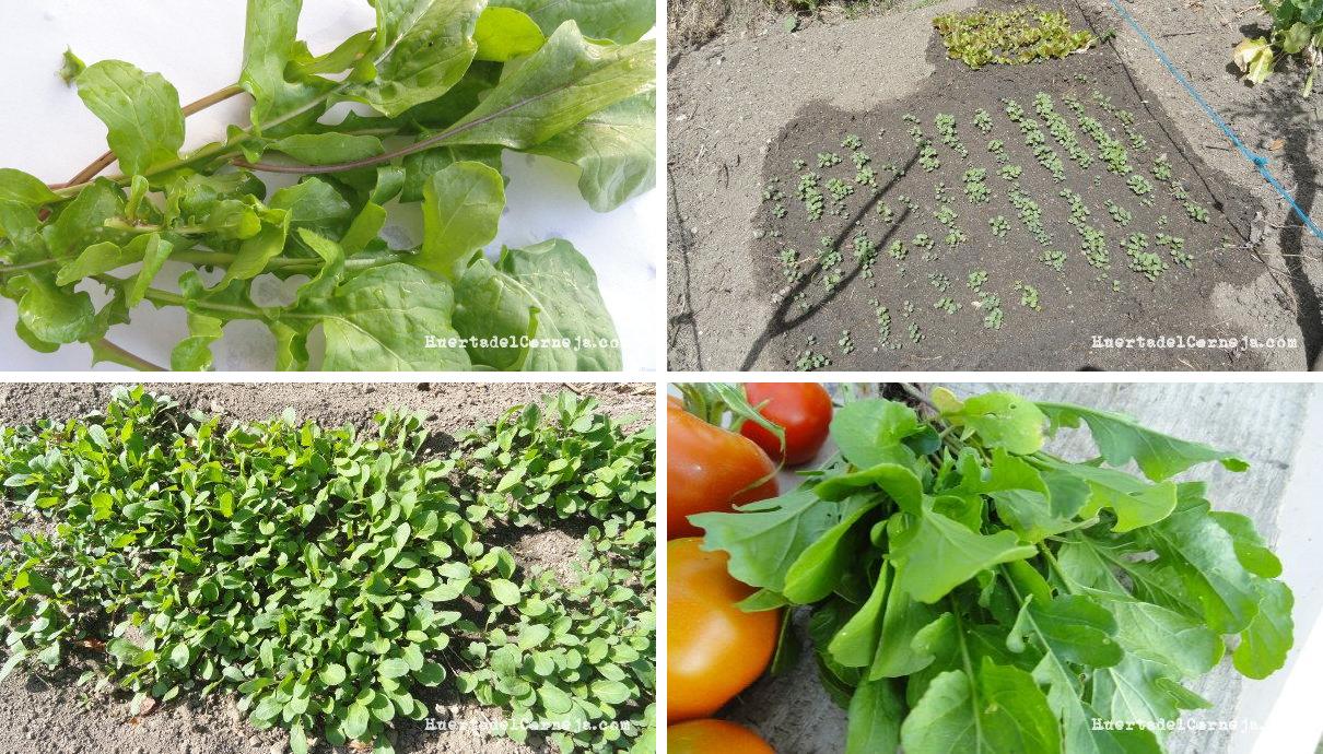 Cómo sembrar y cultivar rúcula | Plantas