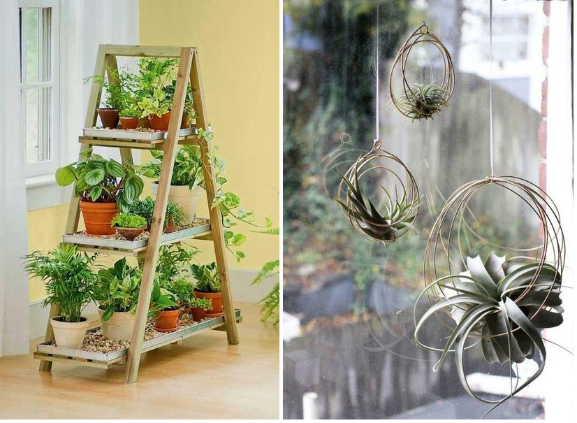 Las 5 plantas de interior que más duran | Decoración