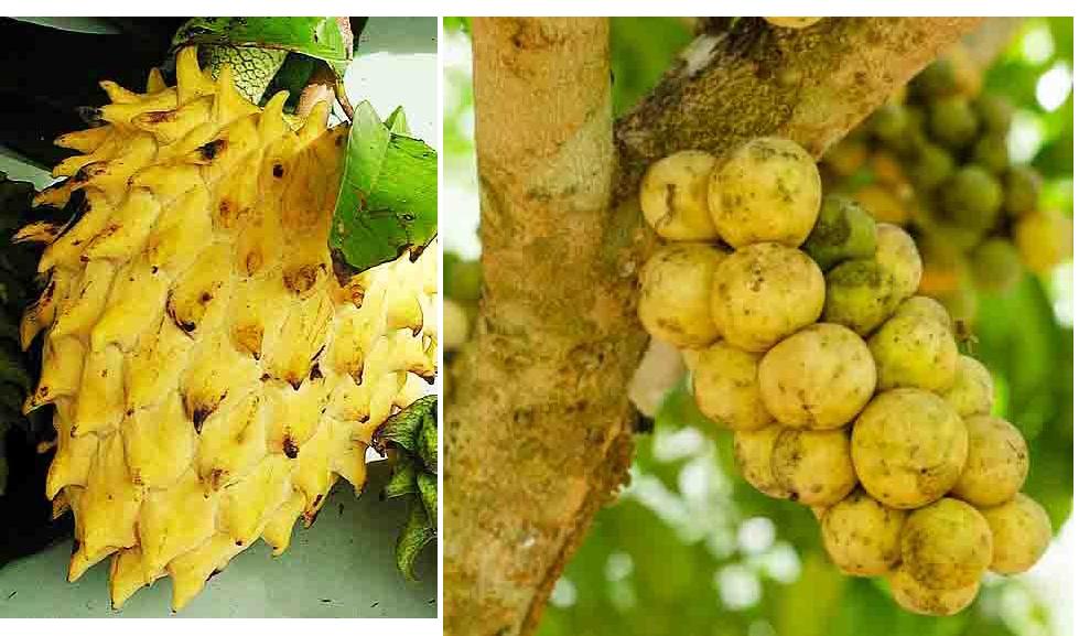 Árboles frutales de Panamá | Plantas