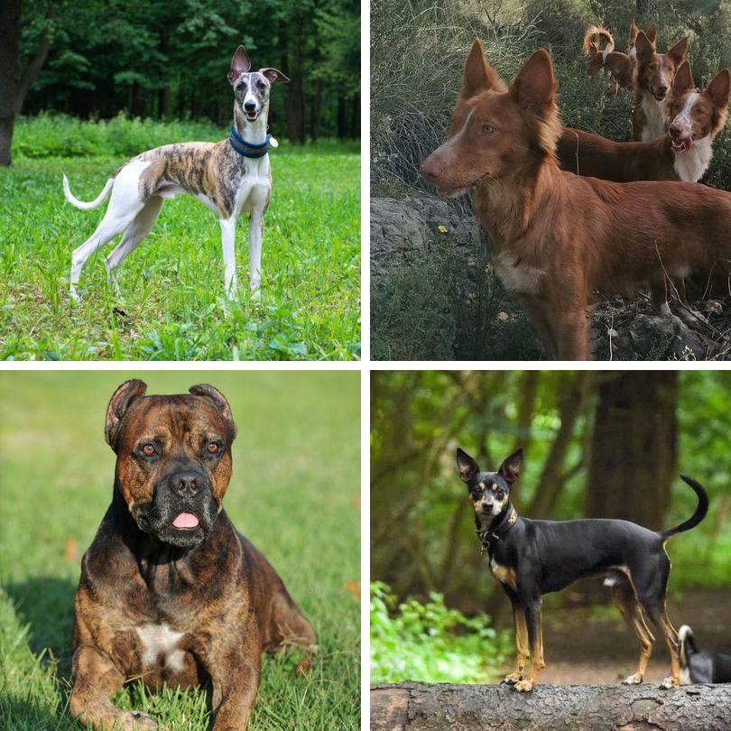 Razas de perros españoles | Mascotas