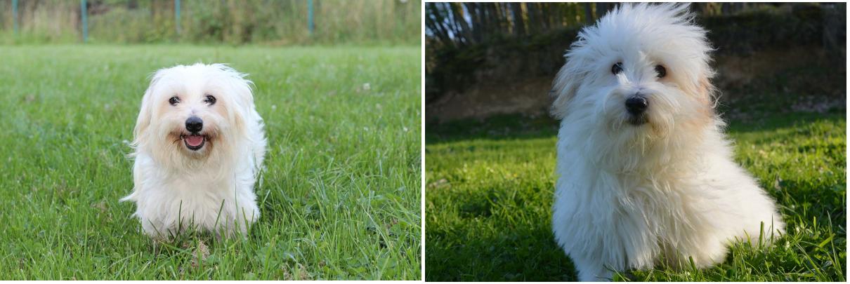 ¿Qué diferencias hay entre el Cotón tuléar y el Bichón maltés? | Mascotas