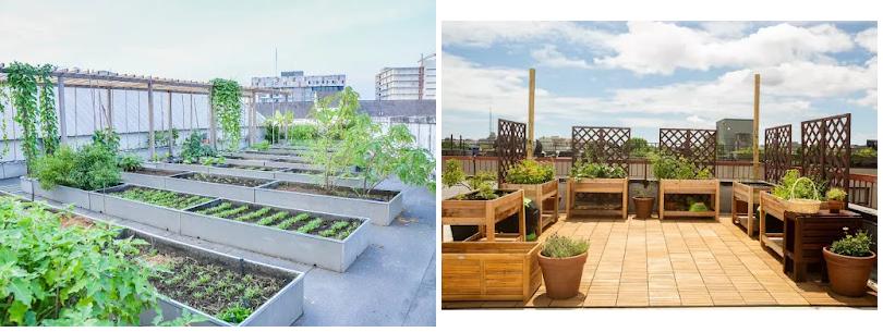 Cómo Empezar tu Huerto en la Azotea de Casa Desde Cero | Decoración