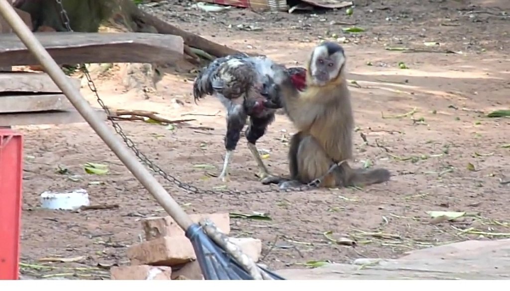 Un mono y un gallo amigos: vídeos divertidos de animales graciosos ...