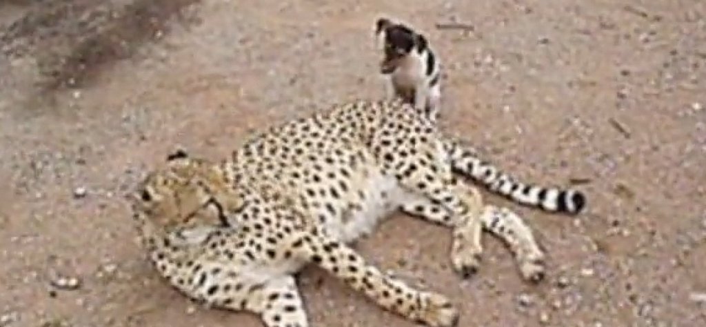 Perro jugando con felino: historias de mascotas | Mascotas