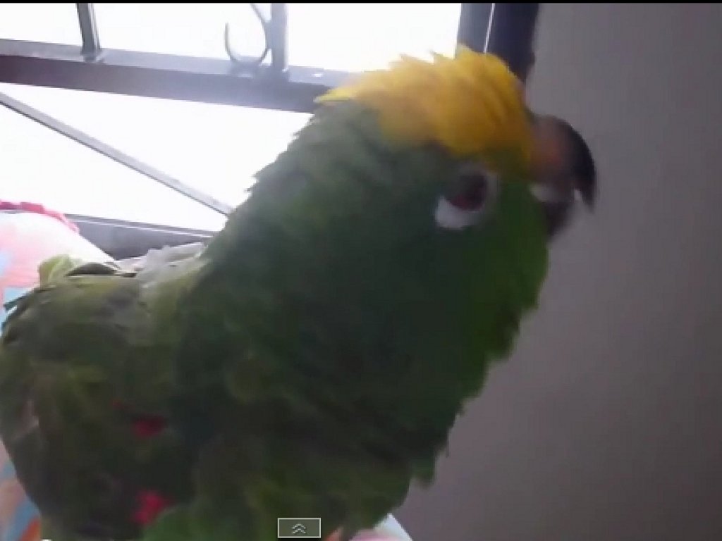 Loro llorando: curiosidades de os animales | Mascotas