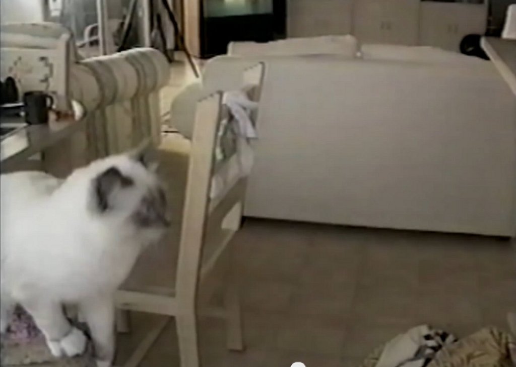 El gato que realiza un salto fallido: un factor que no tomó en cuenta ...