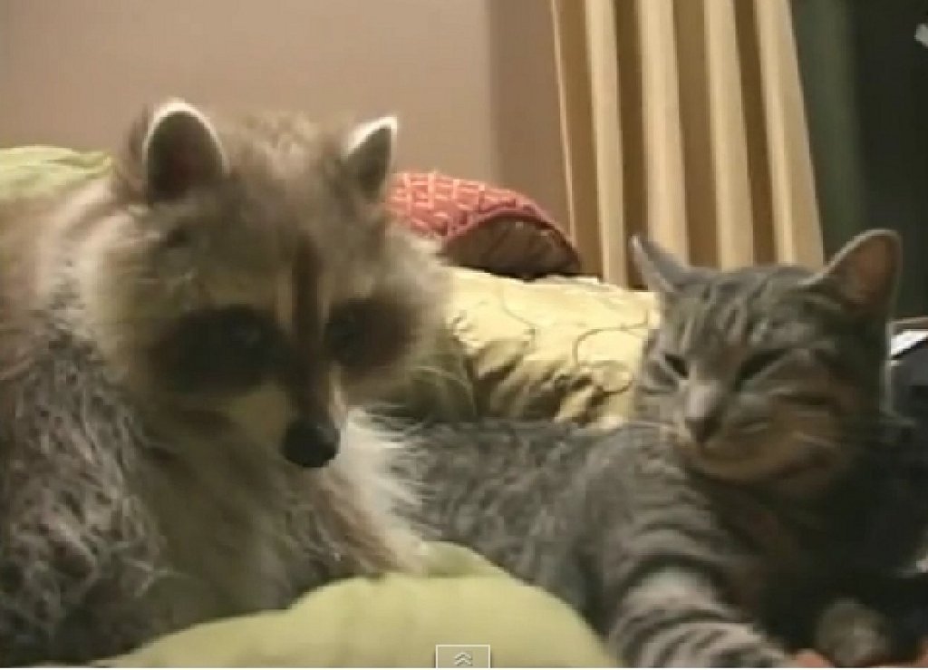 Un gato y un mapache: curiosidades de los animales | Mascotas