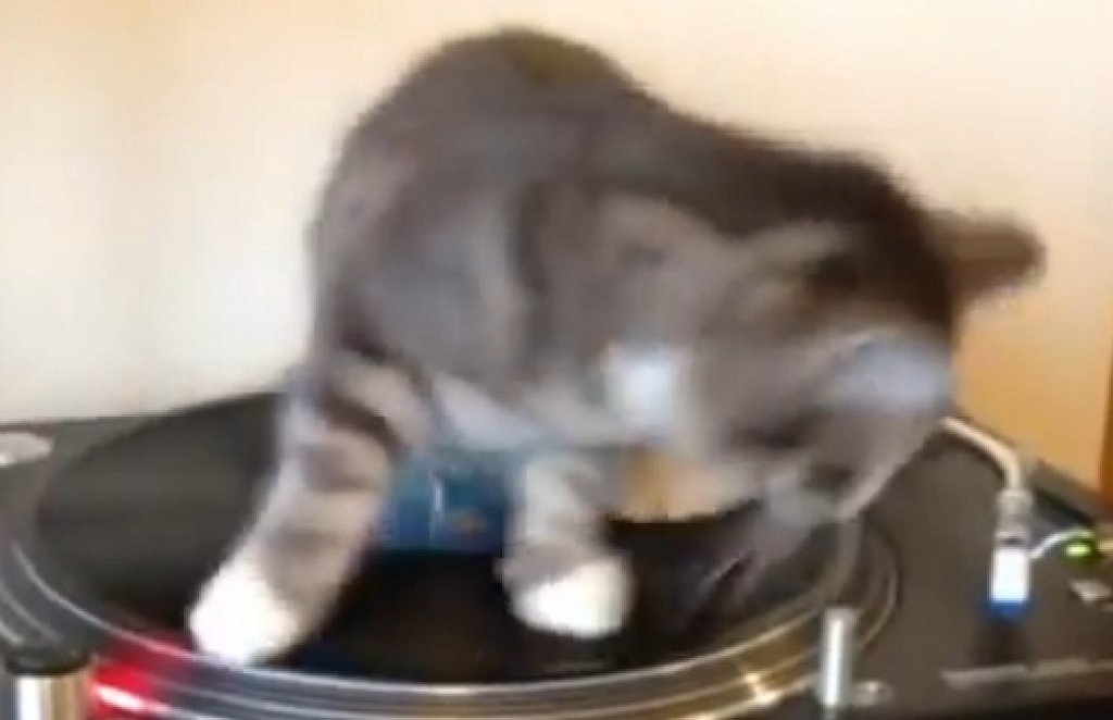 Divertido gato girando: historias de mascotas | Mascotas