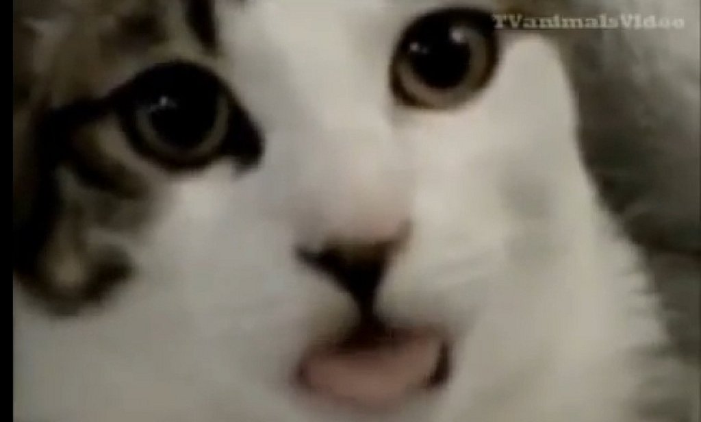 Gatos graciosos: videos gracioosos de mascotas | Mascotas