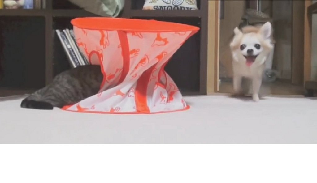 Gatos extrovertidos: vídeos de animales divertidos | Mascotas