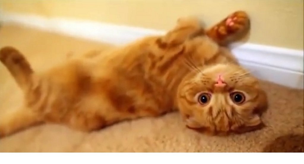Gatos graciosos: videos virales de las mascotas | Mascotas